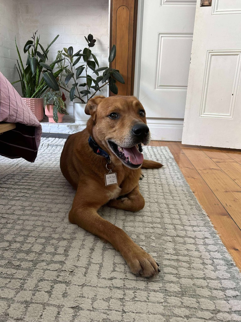 Boof - Medium Male Mixed breed Mix Dog in VIC - PetRescue