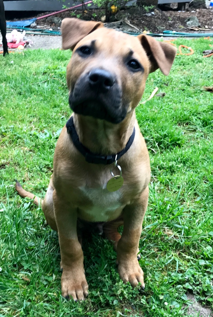 Hondo - Medium Male Staffordshire Bull Terrier Mix Dog in VIC - PetRescue