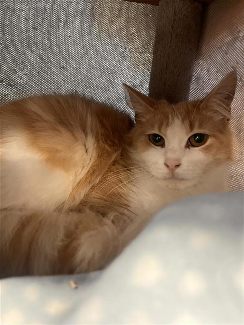 Ducky - Female Domestic Medium Hair Mix Cat in VIC - PetRescue