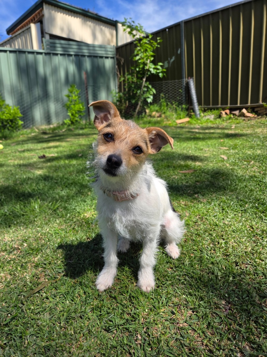 Nyla - Small Female Jack Russell Terrier Mix Dog in NSW - PetRescue