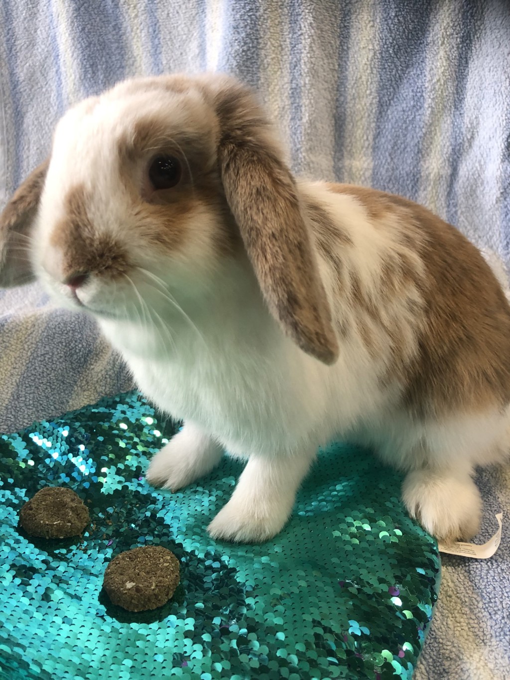 Dimples - Female Lop Eared Rabbit in VIC - PetRescue