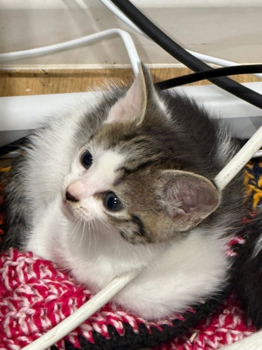 Evanescence - Female Domestic Short Hair (DSH) Cat in QLD - PetRescue