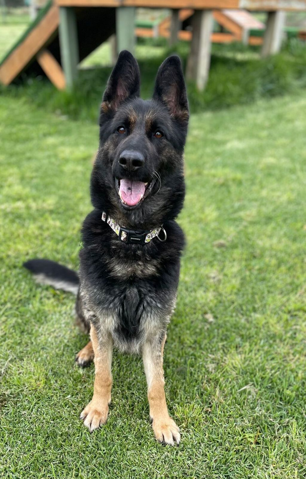 Luckie - Large Female German Shepherd Mix Dog in VIC - PetRescue