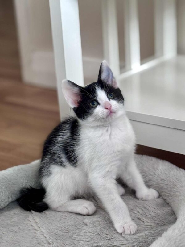Chad - Male Domestic Short Hair (DSH) Cat in NSW - PetRescue