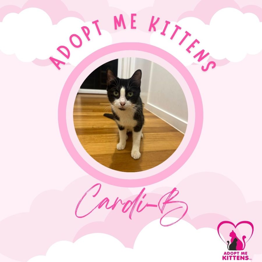 Cardi-B - Female Domestic Short Hair (DSH) Cat in QLD - PetRescue