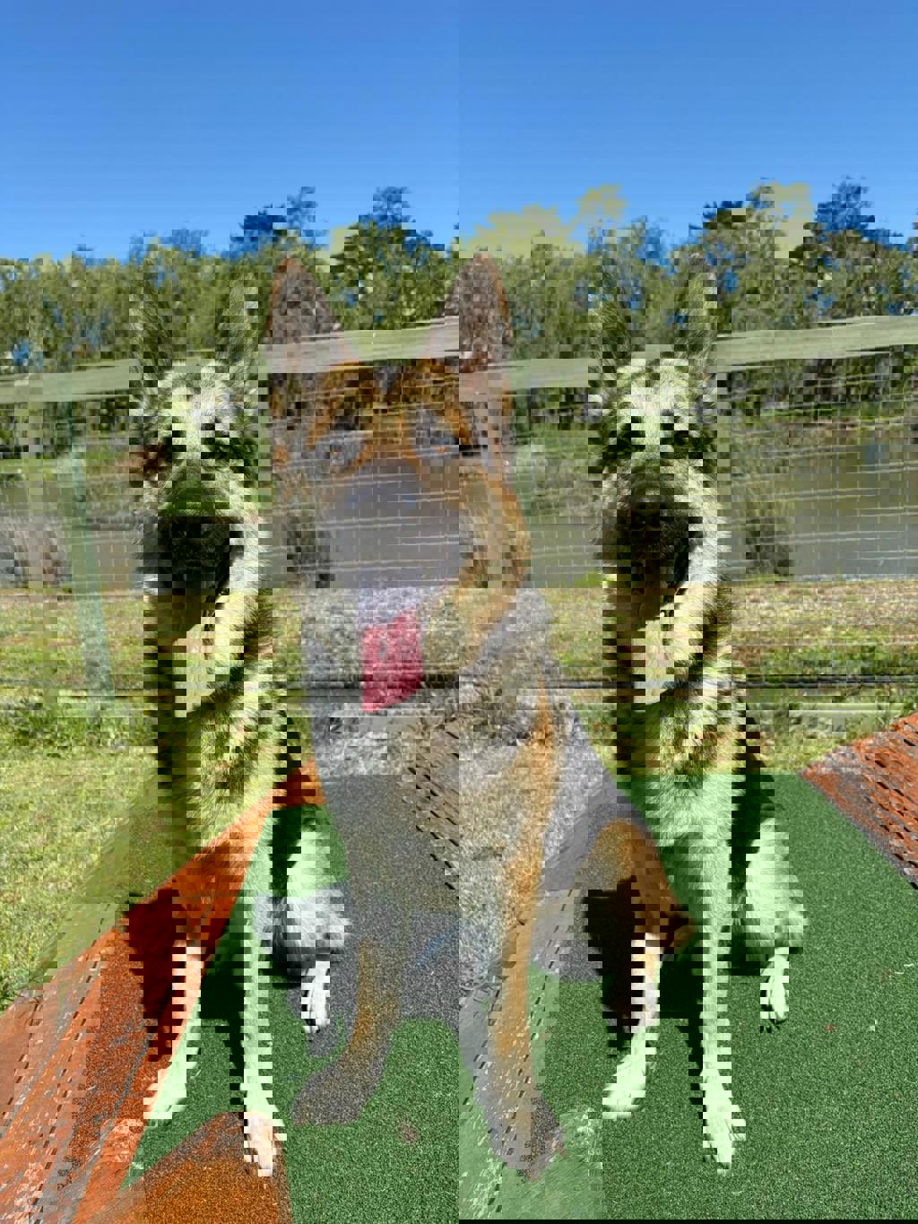 Aries - Large Male German Shepherd Mix Dog in VIC - PetRescue