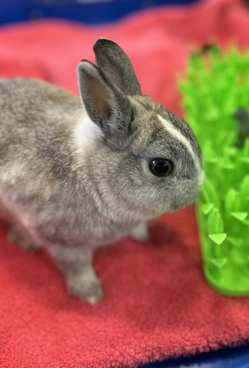 Gomez - Male Netherland Dwarf Mix Rabbit in VIC - PetRescue