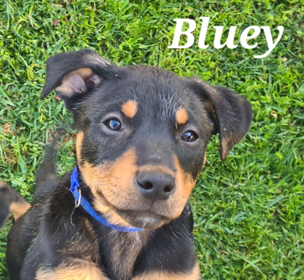 Bluey - Medium Male Mixed breed Dog in VIC - PetRescue