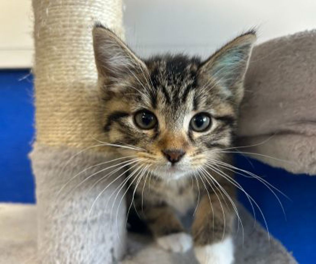 Chester - Male Domestic Short Hair Mix Cat in VIC - PetRescue