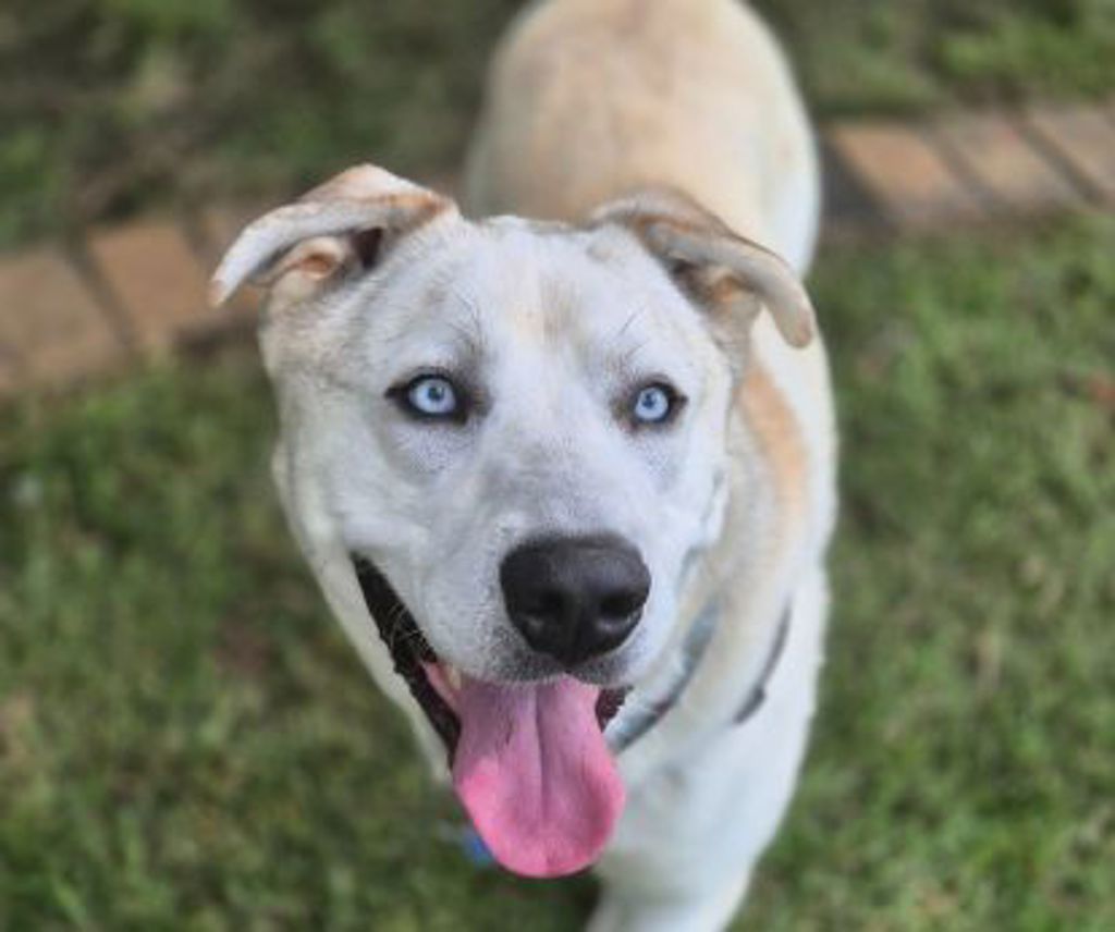 Dilbert - Medium Male Siberian Husky Mix Dog in VIC - PetRescue