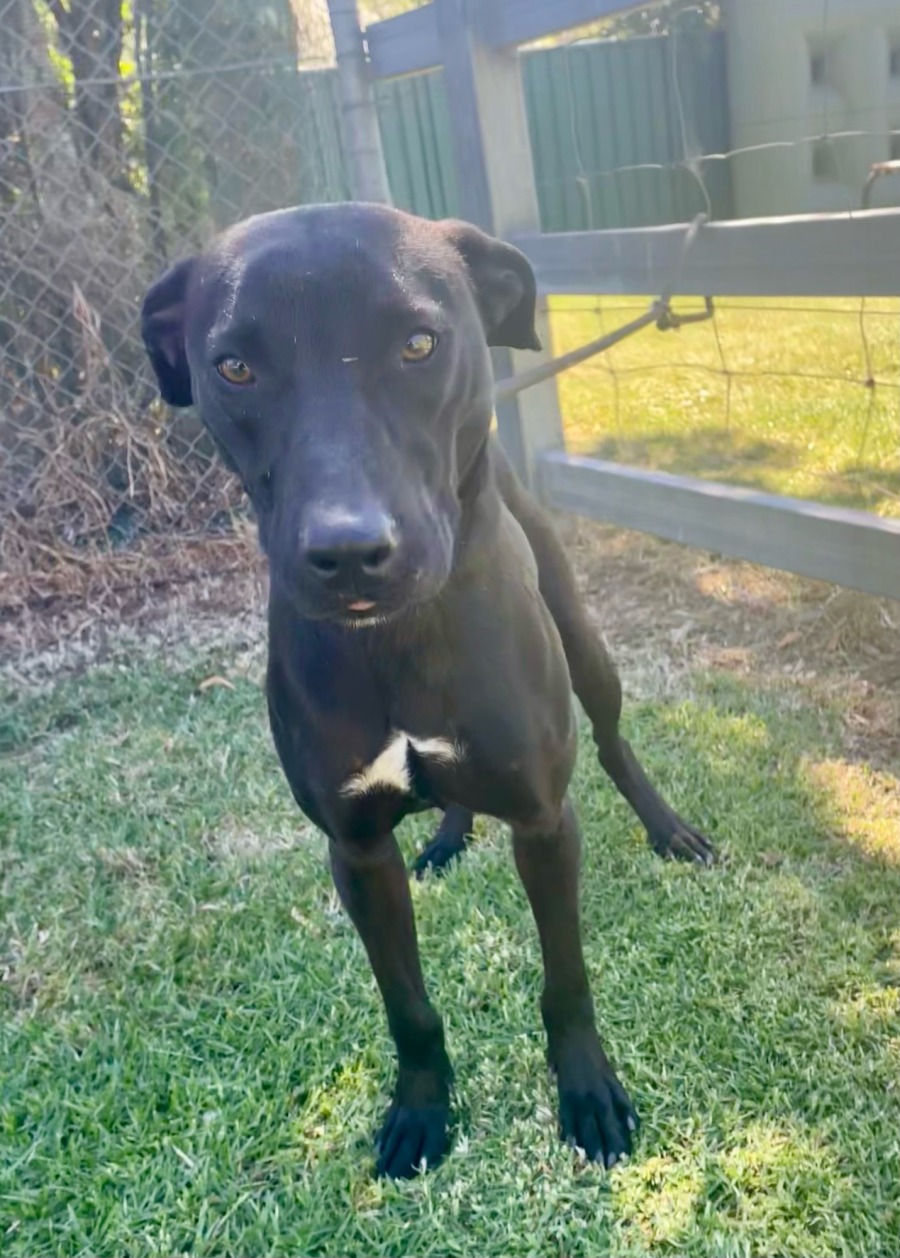 Scooter - Medium Male Australian Kelpie x Staffordshire Bull Terrier ...