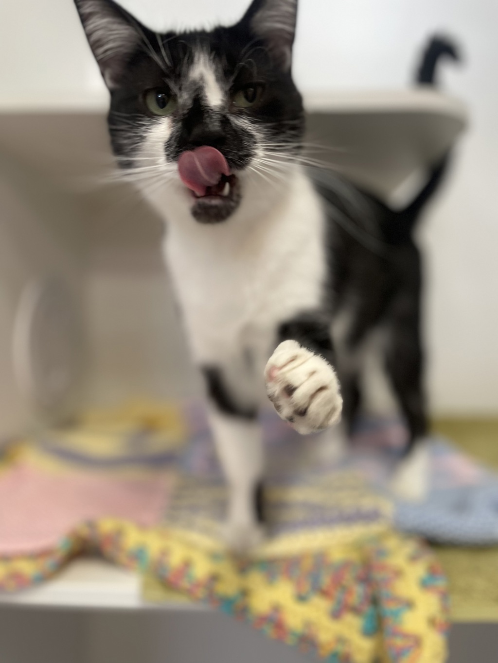 Beni - Male Domestic Short Hair Mix Cat in VIC - PetRescue