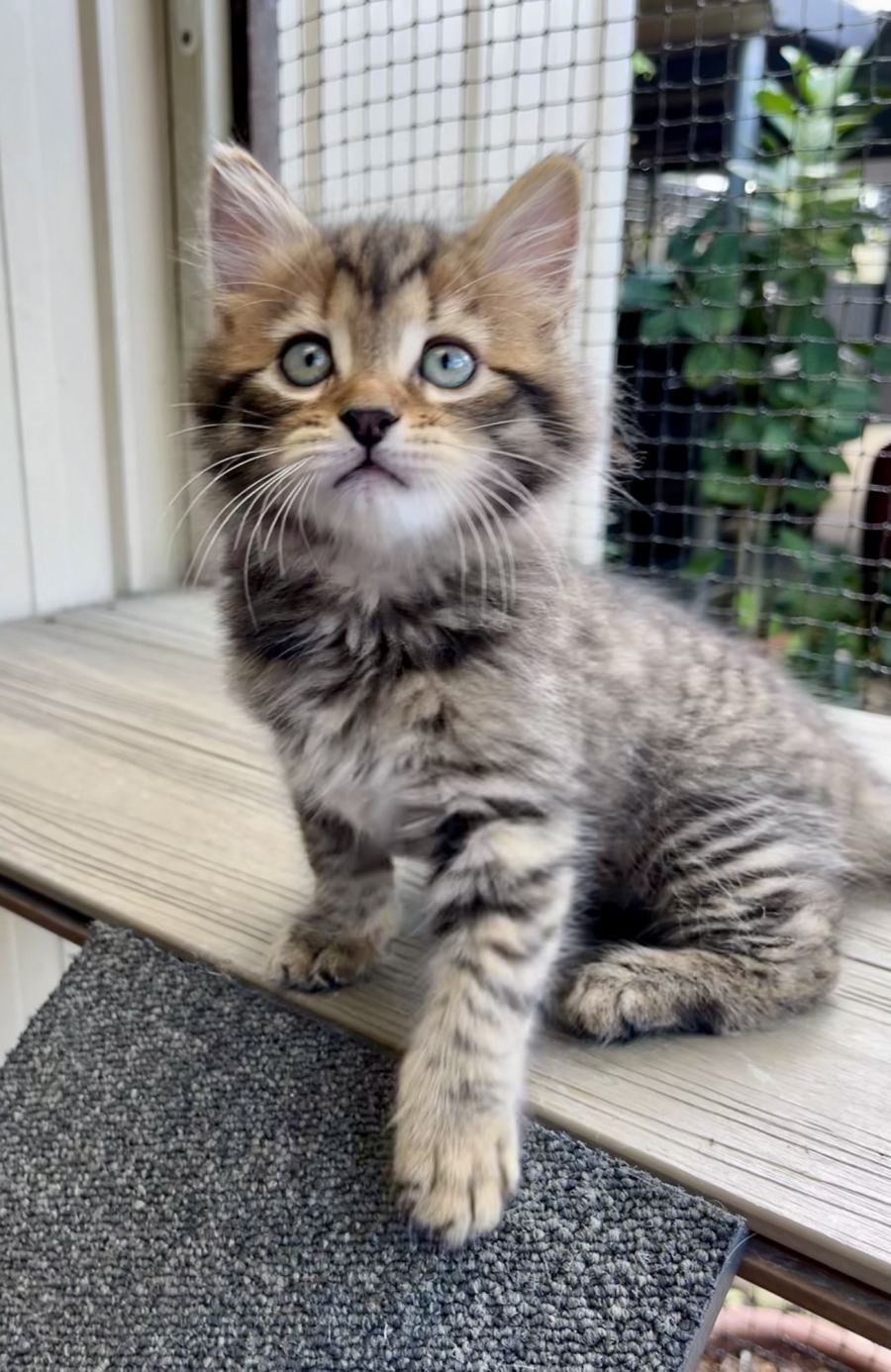 WonTon - Male Domestic Medium Hair (DMH) Cat in NSW - PetRescue