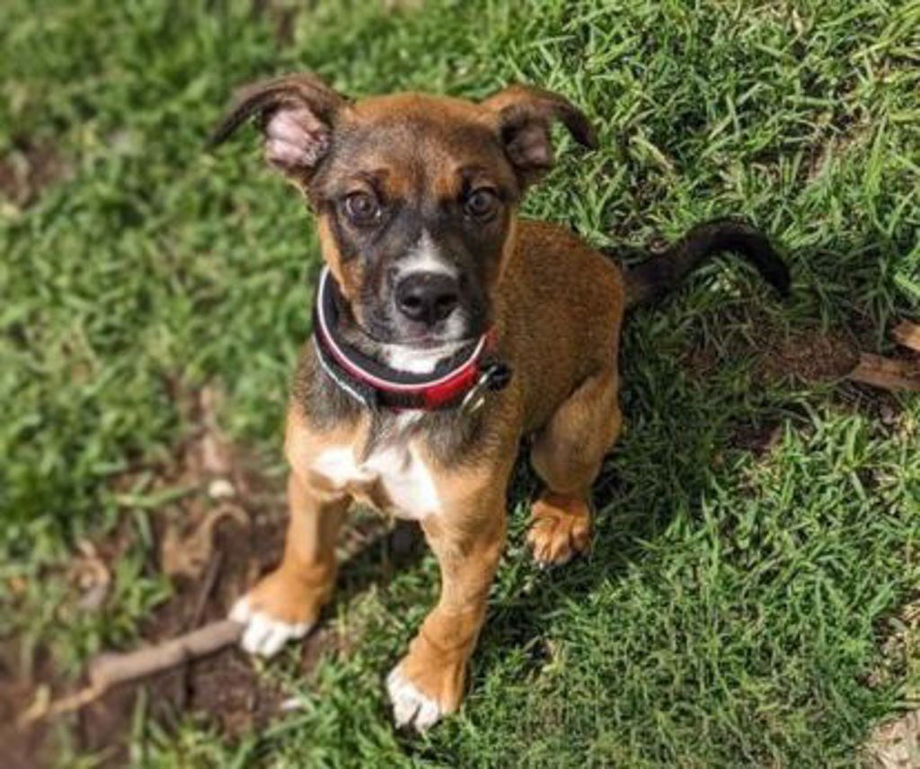 Mochi - Small Male Staffy Mix Dog in VIC - PetRescue
