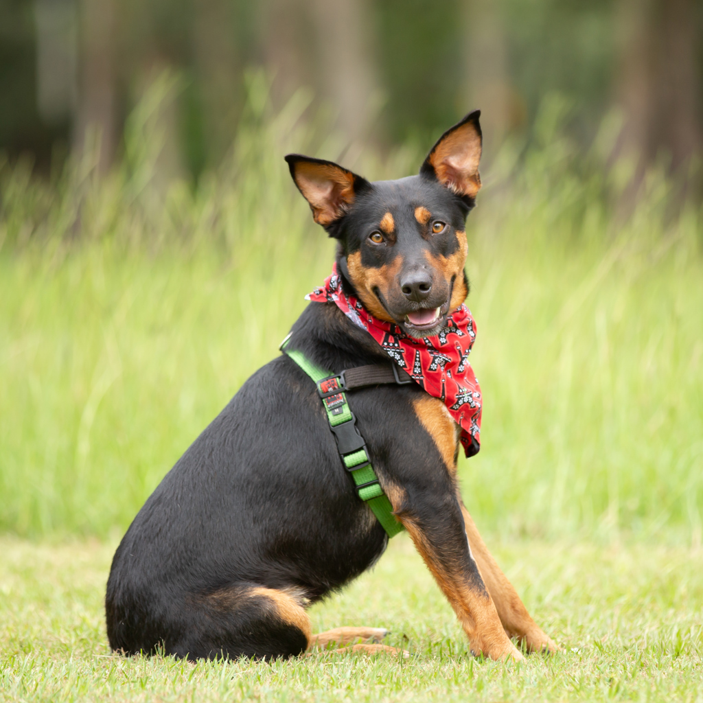 Atlas - Medium Male Australian Kelpie Mix Dog in QLD - PetRescue