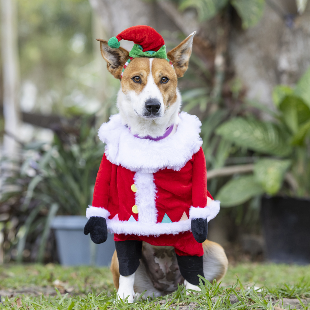 Socks - Medium Female Border Collie x Australian Kelpie Mix Dog in QLD ...