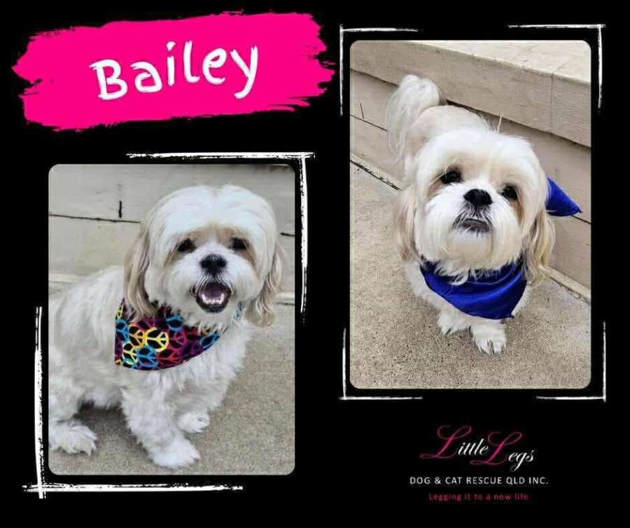 Bailey - Small Male Maltese Mix Dog in QLD - PetRescue