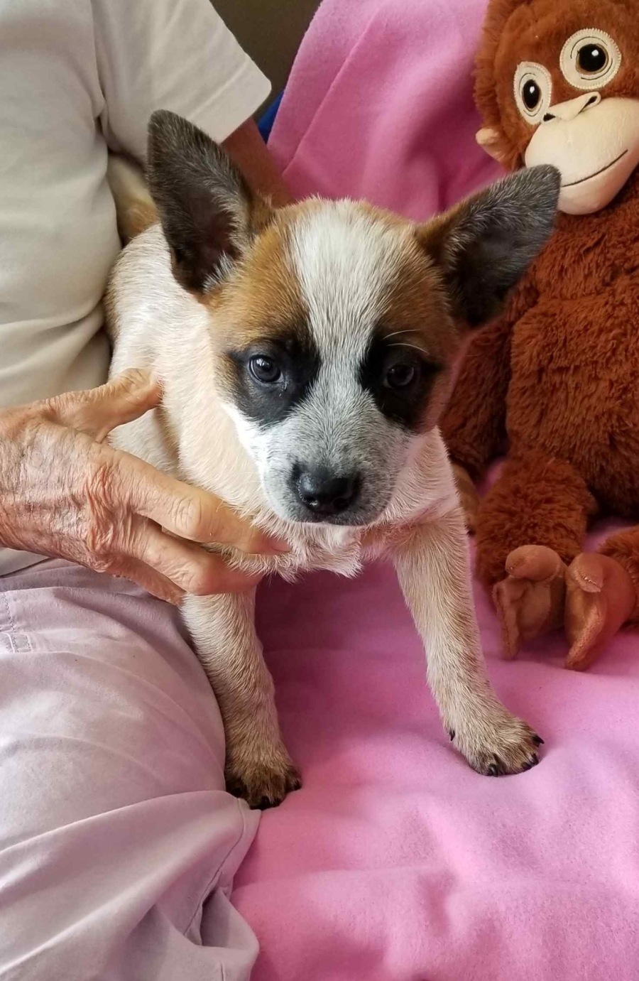 Patsy - Medium Female Australian Cattle Dog Mix Dog in NSW - PetRescue