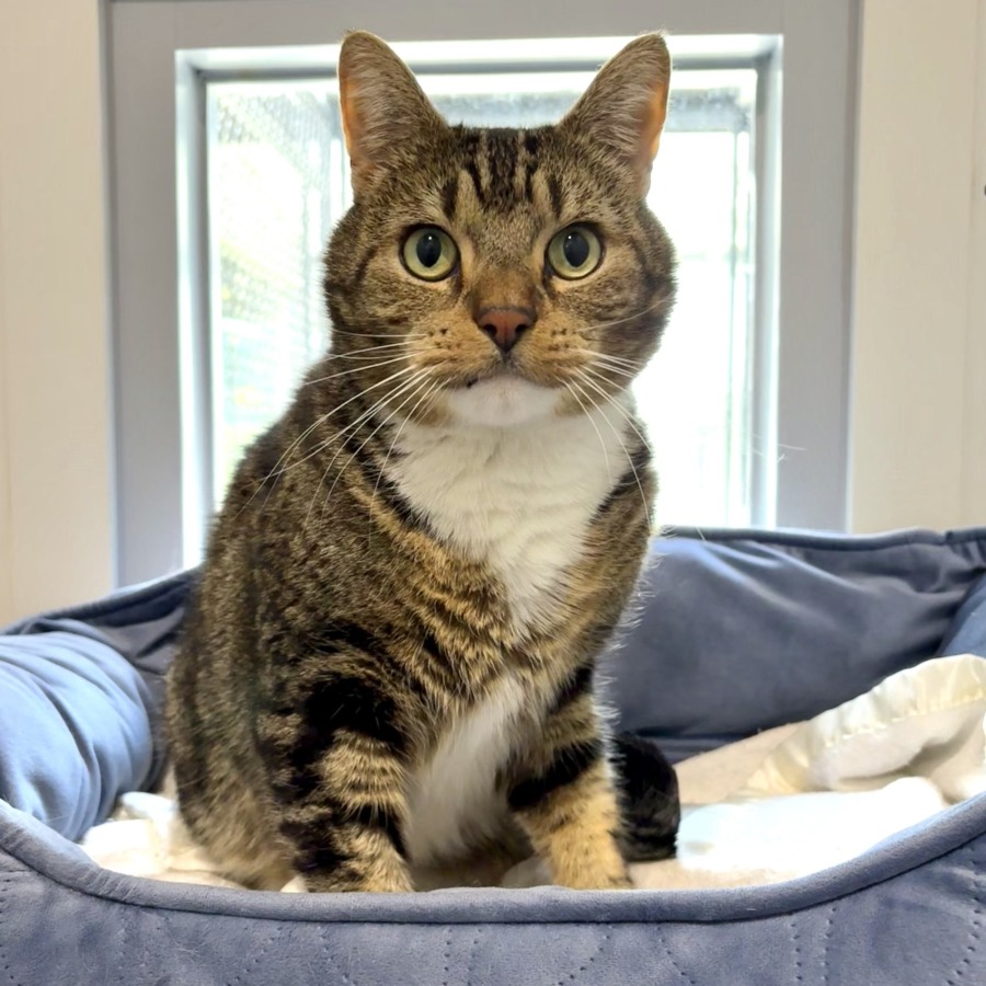 Blue Cross Animals Society - PetRescue