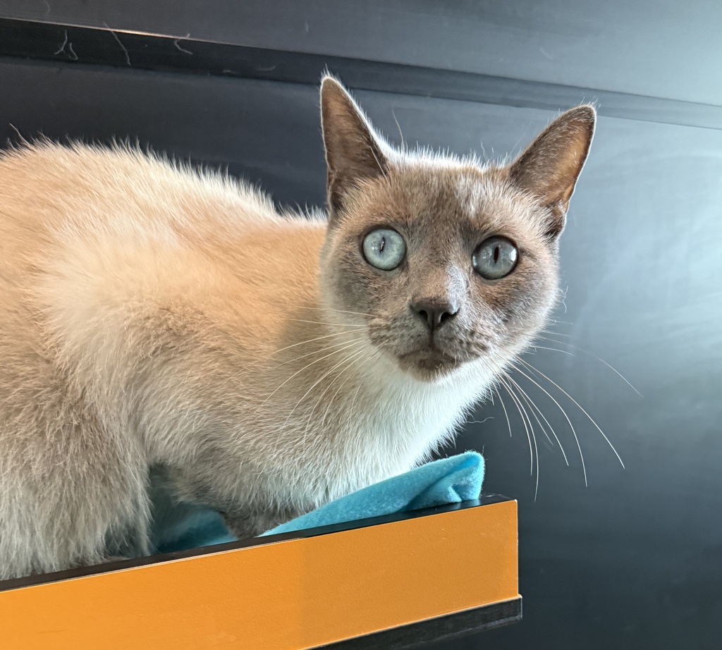 Marley - Male Burmese x Ragdoll Mix Cat in QLD - PetRescue