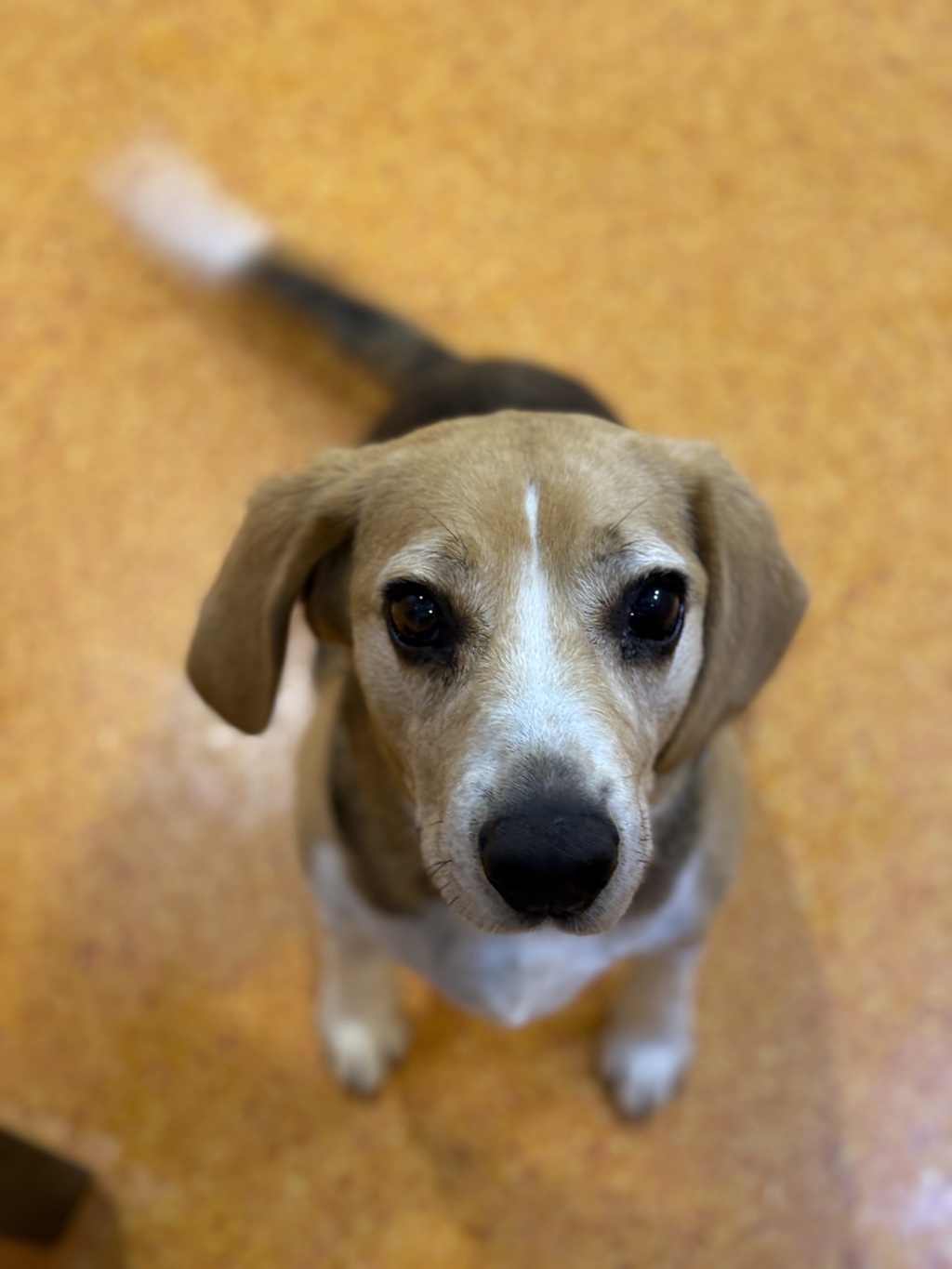 Patch - Medium Male Beagle Mix Dog in QLD - PetRescue