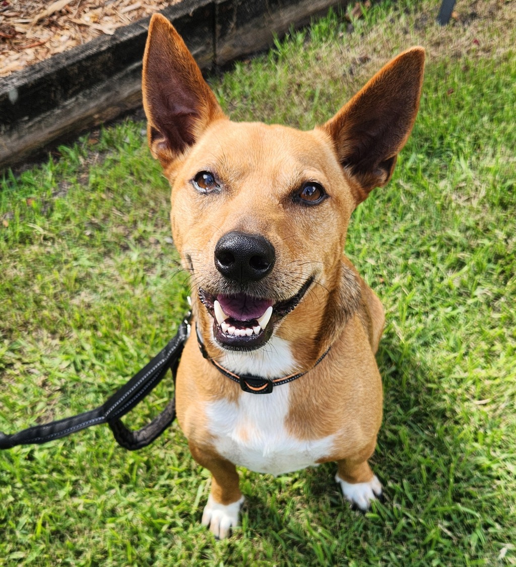 Buddy - Medium Male Jack Russell Terrier x Australian Kelpie Mix Dog in ...