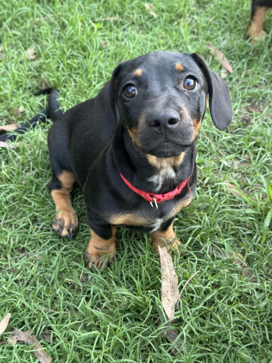 Isla - Small Female Dachshund x French Bulldog Mix Dog in QLD - PetRescue