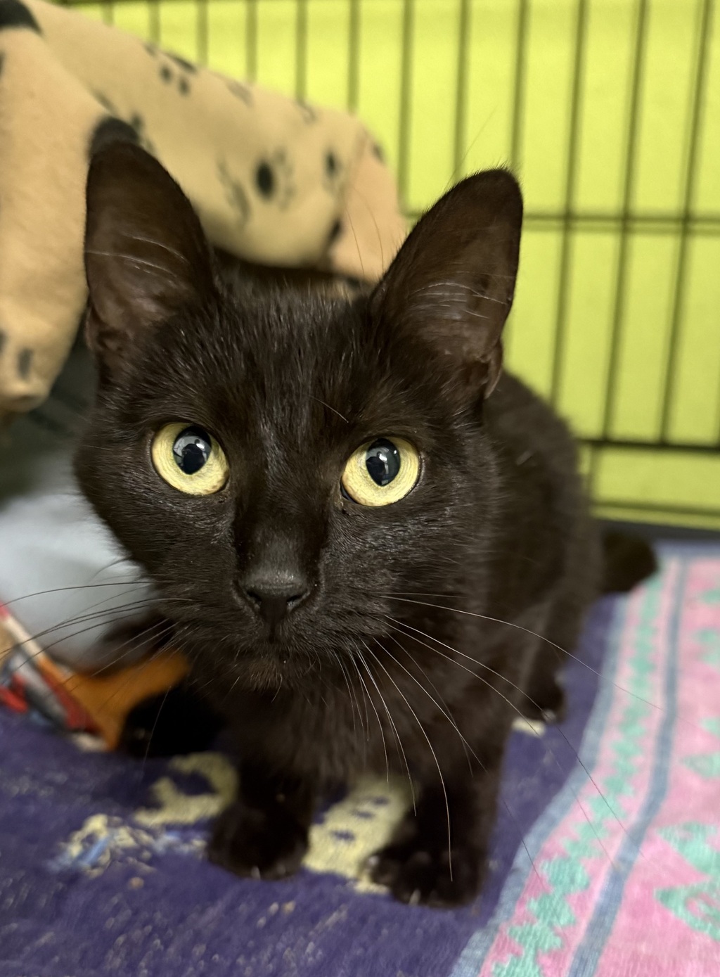 Poot - Female Domestic Short Hair Mix Cat in QLD - PetRescue