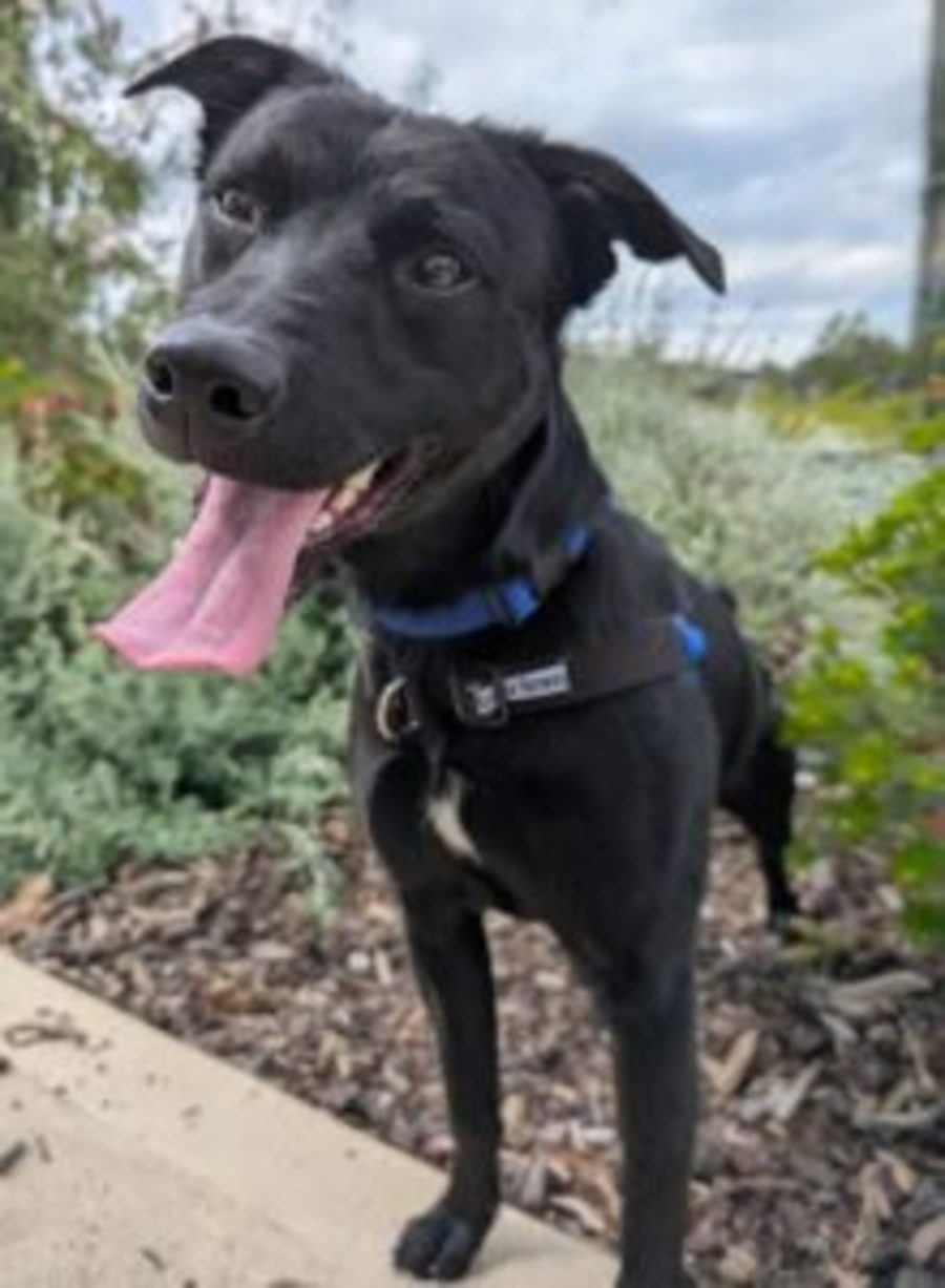 Cooper - Medium Male Australian Kelpie Mix Dog in VIC - PetRescue