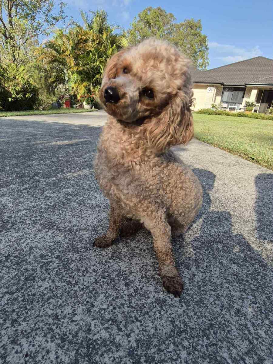 Alexander - Small Male Poodle (Miniature) Dog in QLD - PetRescue