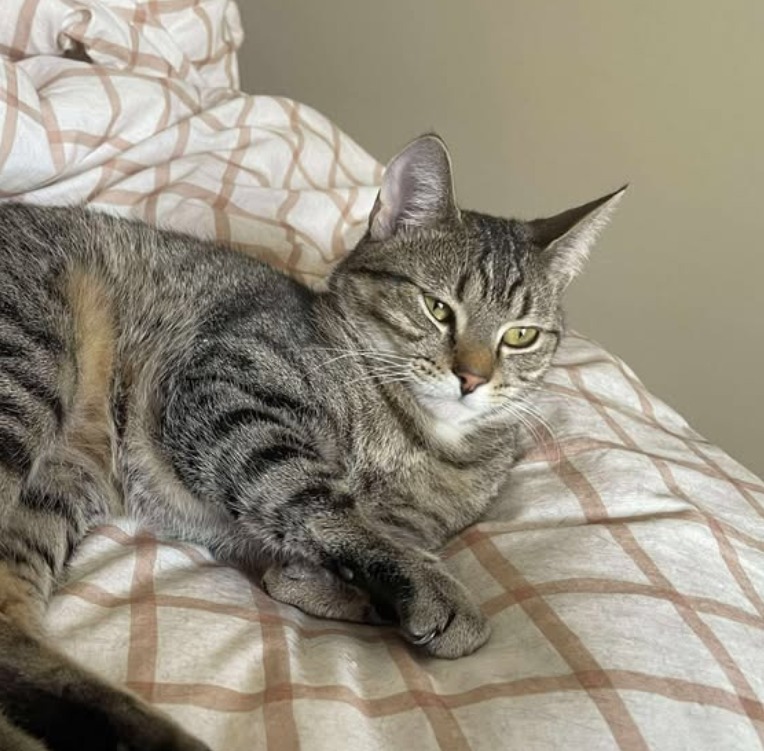 Toby - Male Domestic Short Hair (DSH) Mix Cat in WA - PetRescue