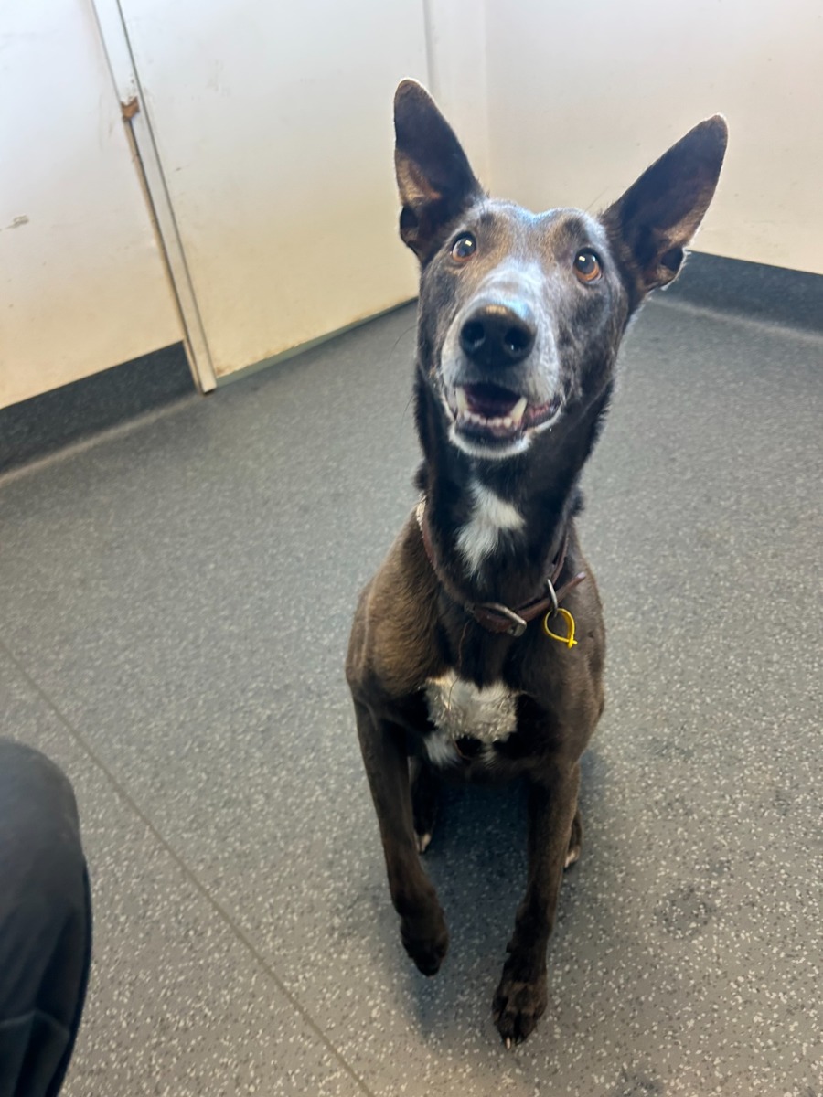 Winston - Medium Male Whippet x Australian Kelpie Dog in VIC - PetRescue