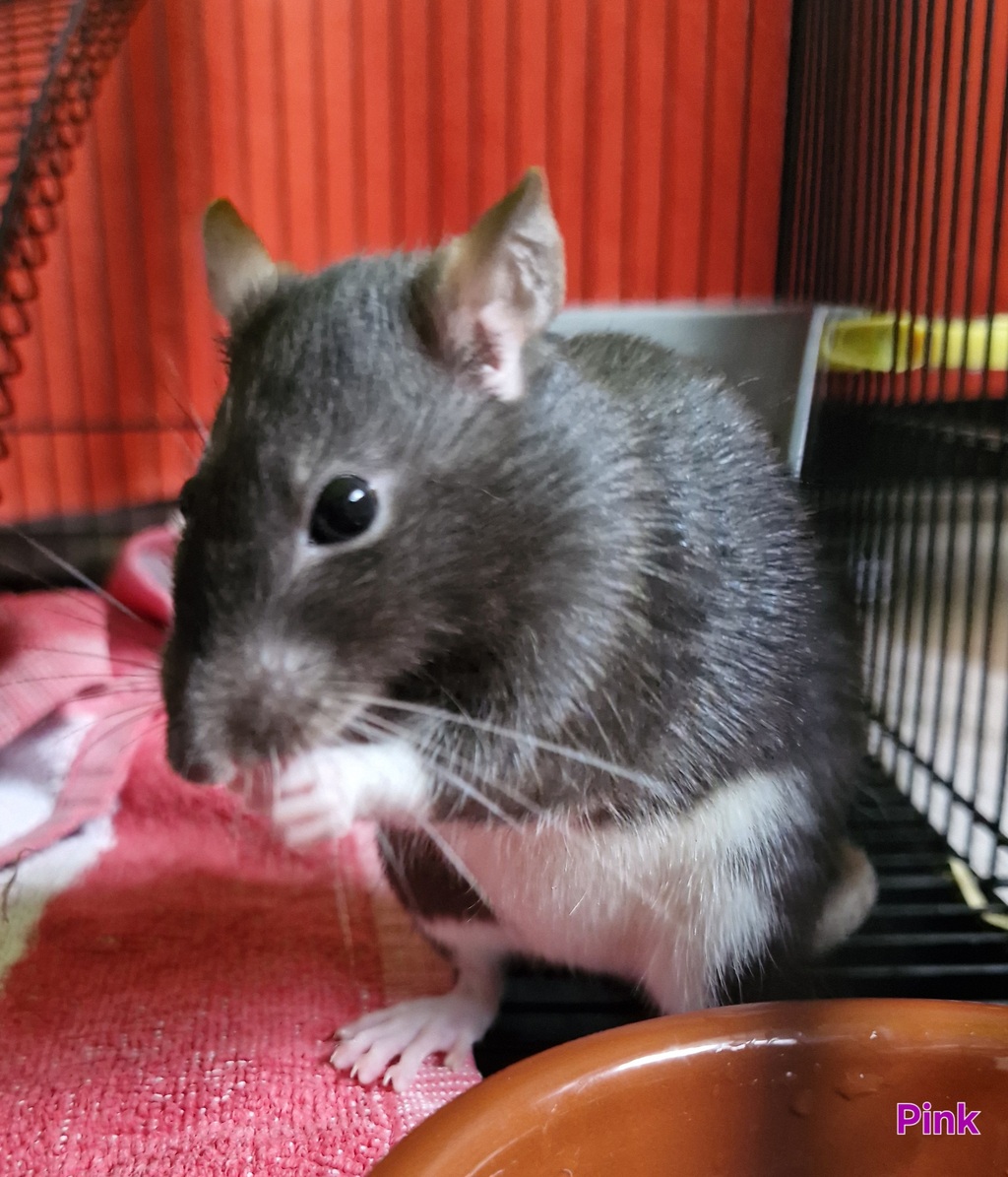 basil - Female Rat Mix Rat in QLD - PetRescue