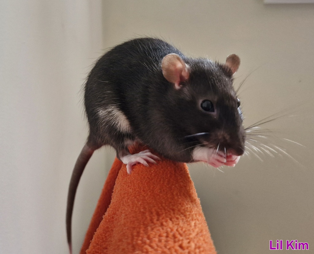 chilli - Female Rat Mix Rat in QLD - PetRescue