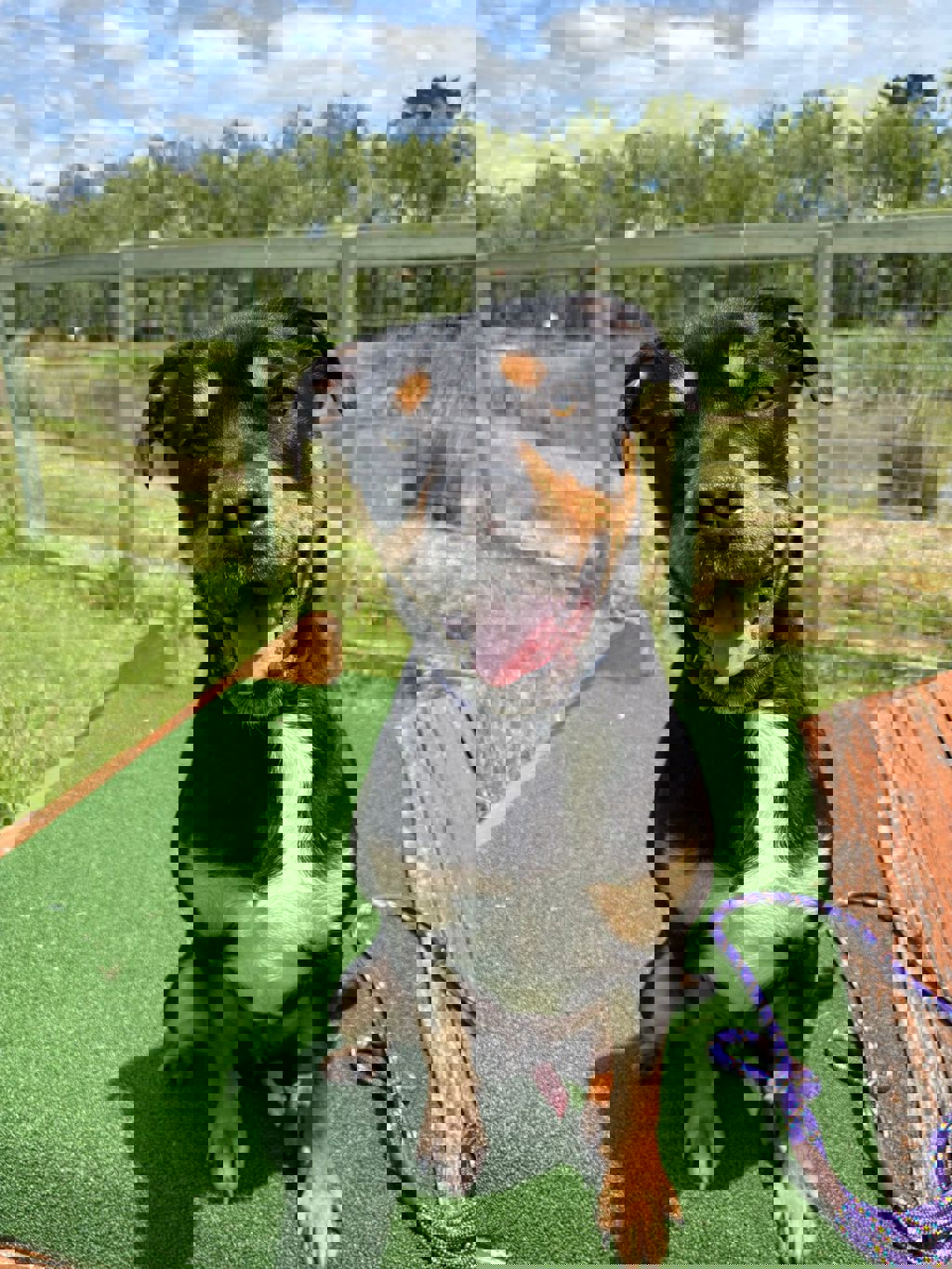 Stumpy - Large Male Kelpie x Staffordshire Bull Terrier Mix Dog in VIC ...