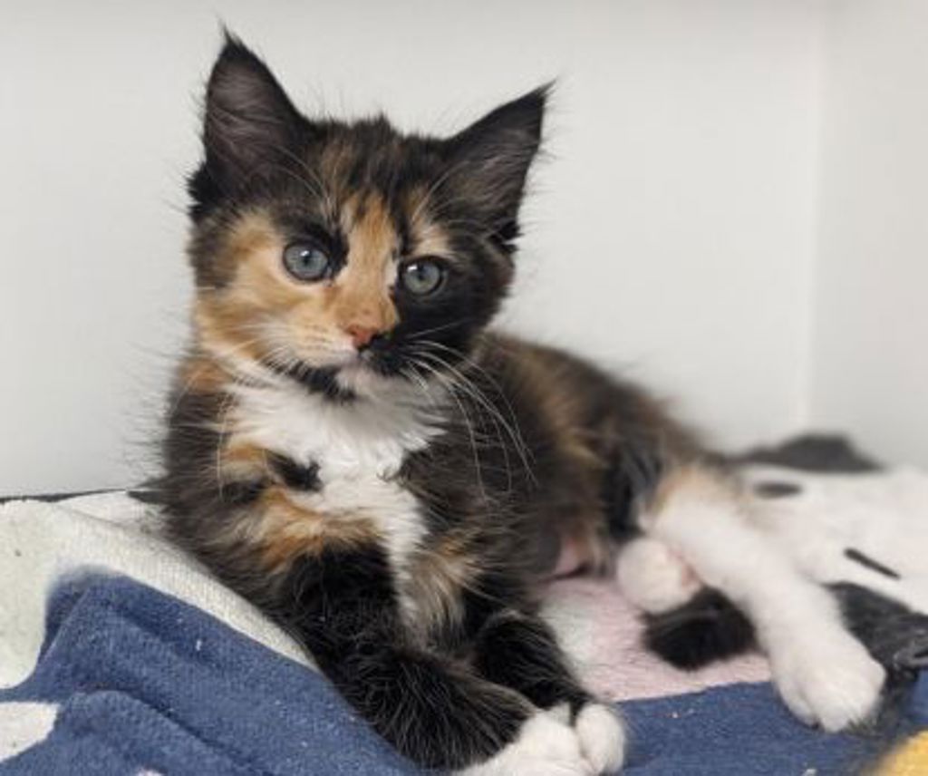 Treacle - Female Domestic Medium Hair Mix Cat in VIC - PetRescue