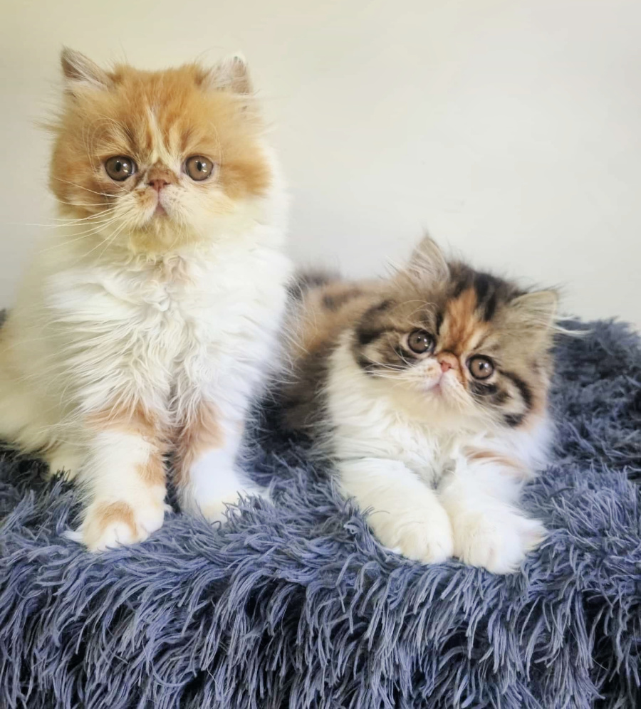 🦄Lucille & Maeby🦄 - Female Persian Cat in VIC - PetRescue