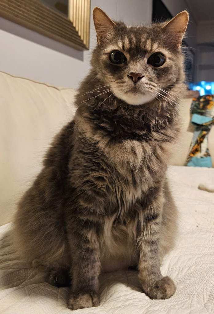 Mozart - Male Domestic Short Hair (DSH) Mix Cat in QLD - PetRescue