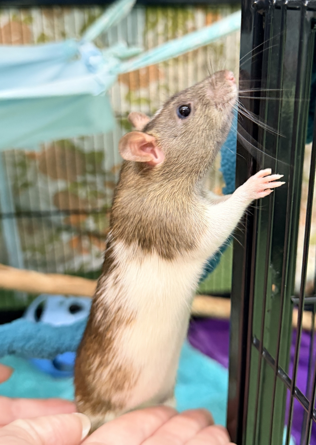 Gwen - Female Rat Mix Rat in QLD - PetRescue