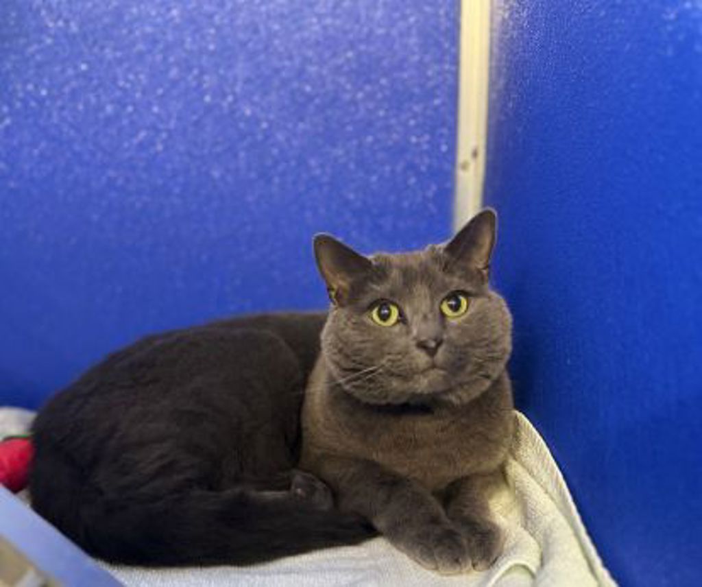 Roya - Female Domestic Short Hair Mix Cat in VIC - PetRescue