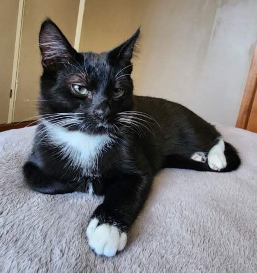 Dunlop - Male Domestic Short Hair (DSH) Cat in VIC - PetRescue