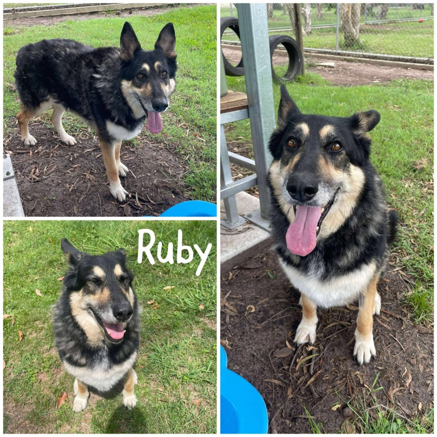 Ruby - Large Female German Shepherd Dog x Collie Dog in QLD - PetRescue