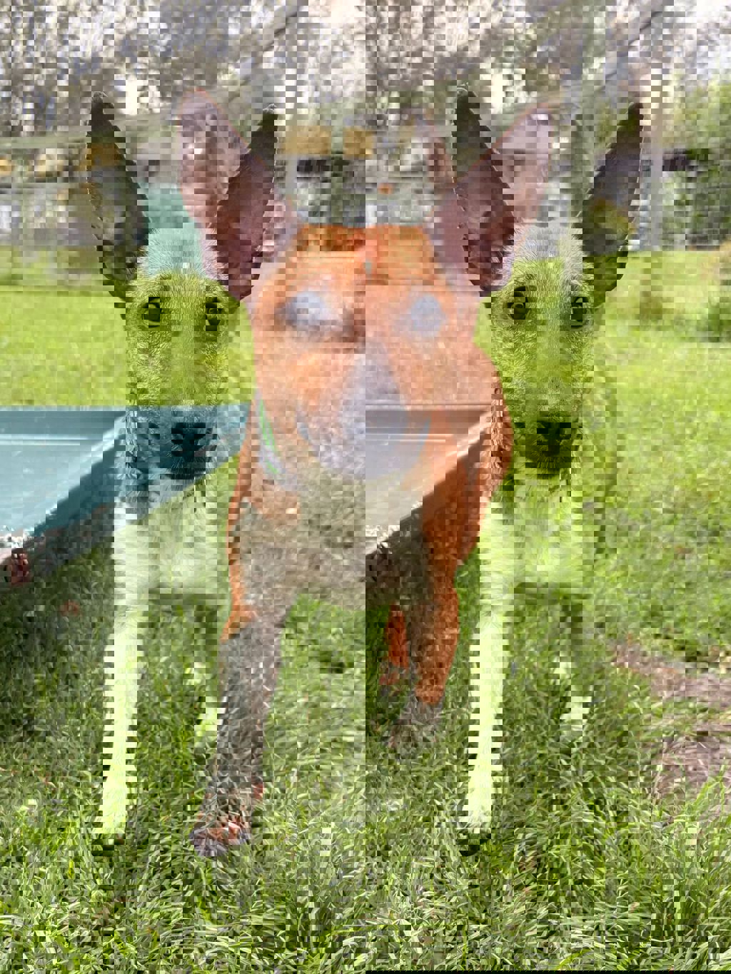 Nacho - Medium Female Jack Russell Terrier Mix Dog in VIC - PetRescue