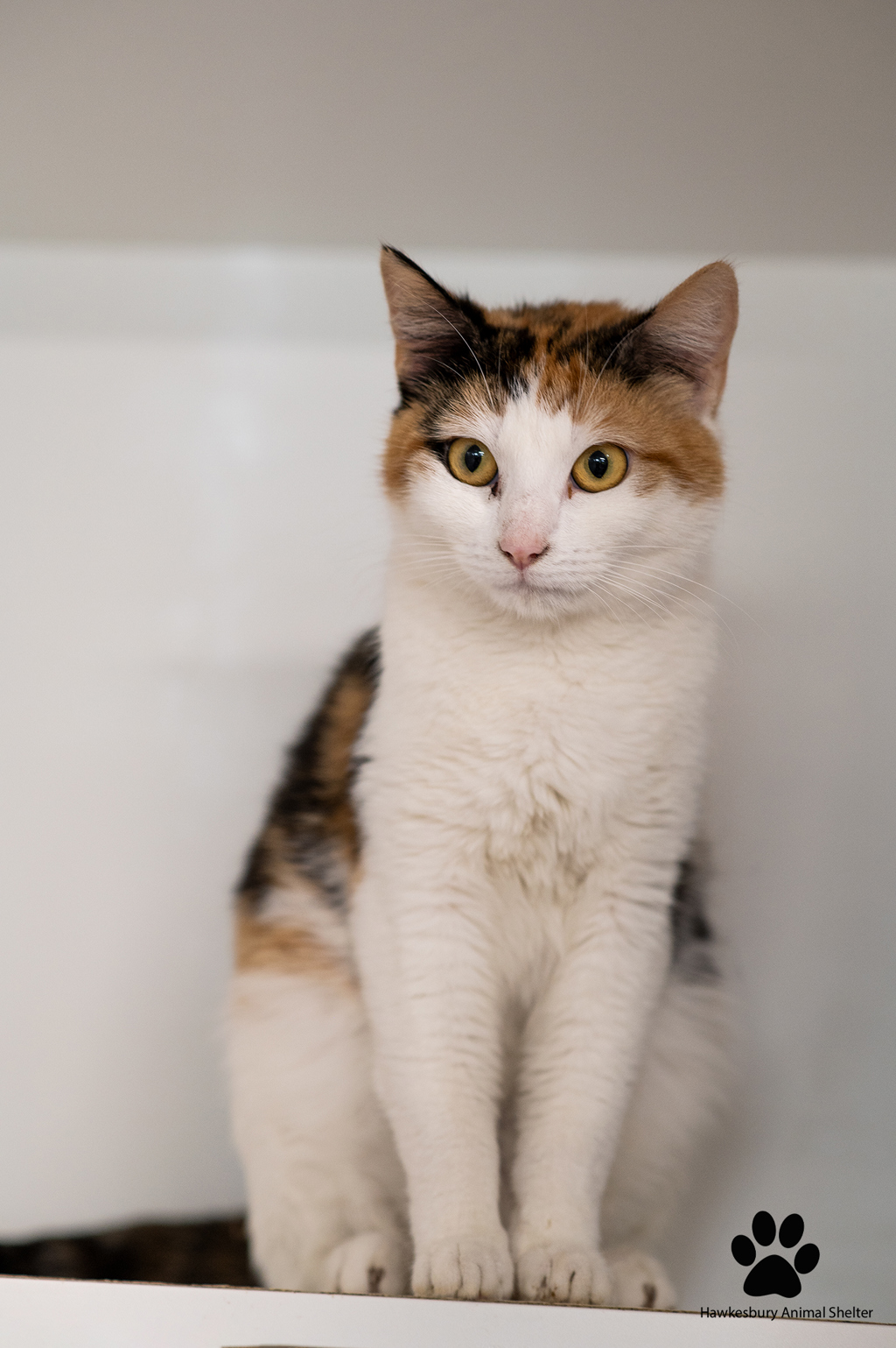 Pebbles - Female Domestic Short Hair Mix Cat in NSW - PetRescue