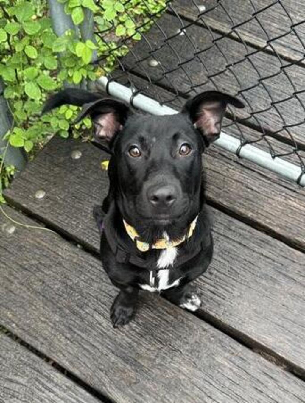 Archie - Medium Male Jack Russell Terrier x American Staffordshire Bull ...