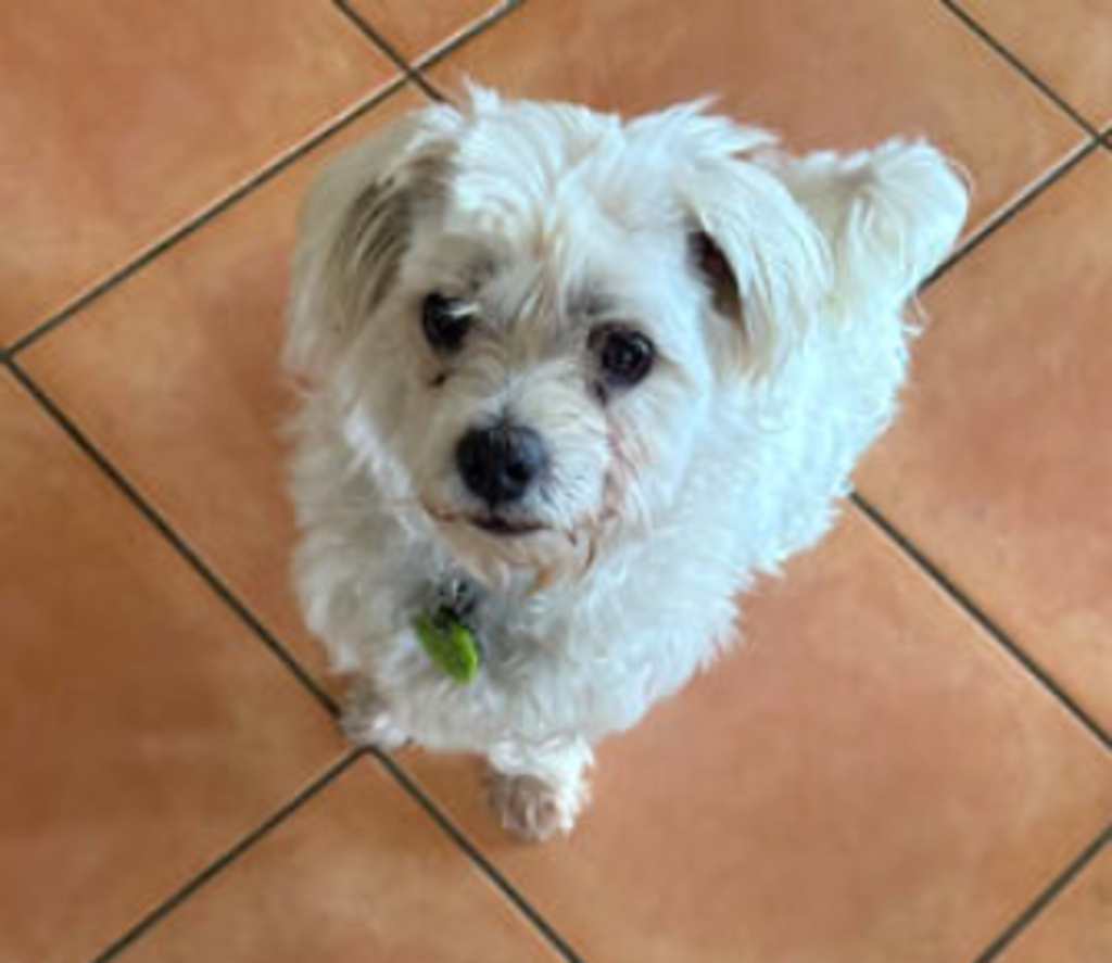 Teka - Small Male Maltese Terrier Mix Dog in QLD - PetRescue