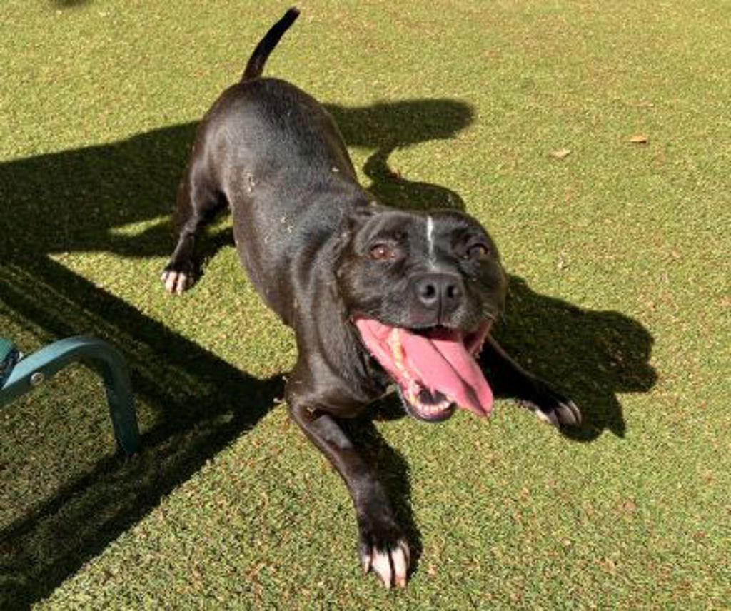 Steffie - Medium Female Staffy Mix Dog in VIC - PetRescue