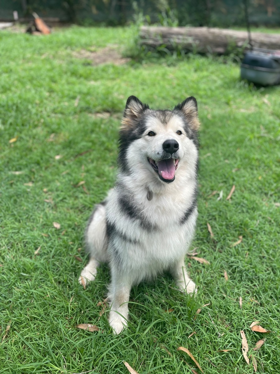 Storm (Stormie) - Large Female Alaskan Malamute Dog in QLD - PetRescue