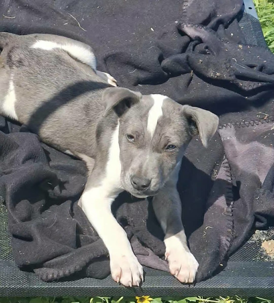 Crumpet - Medium Male Staffordshire Bull Terrier Mix Dog in VIC - PetRescue