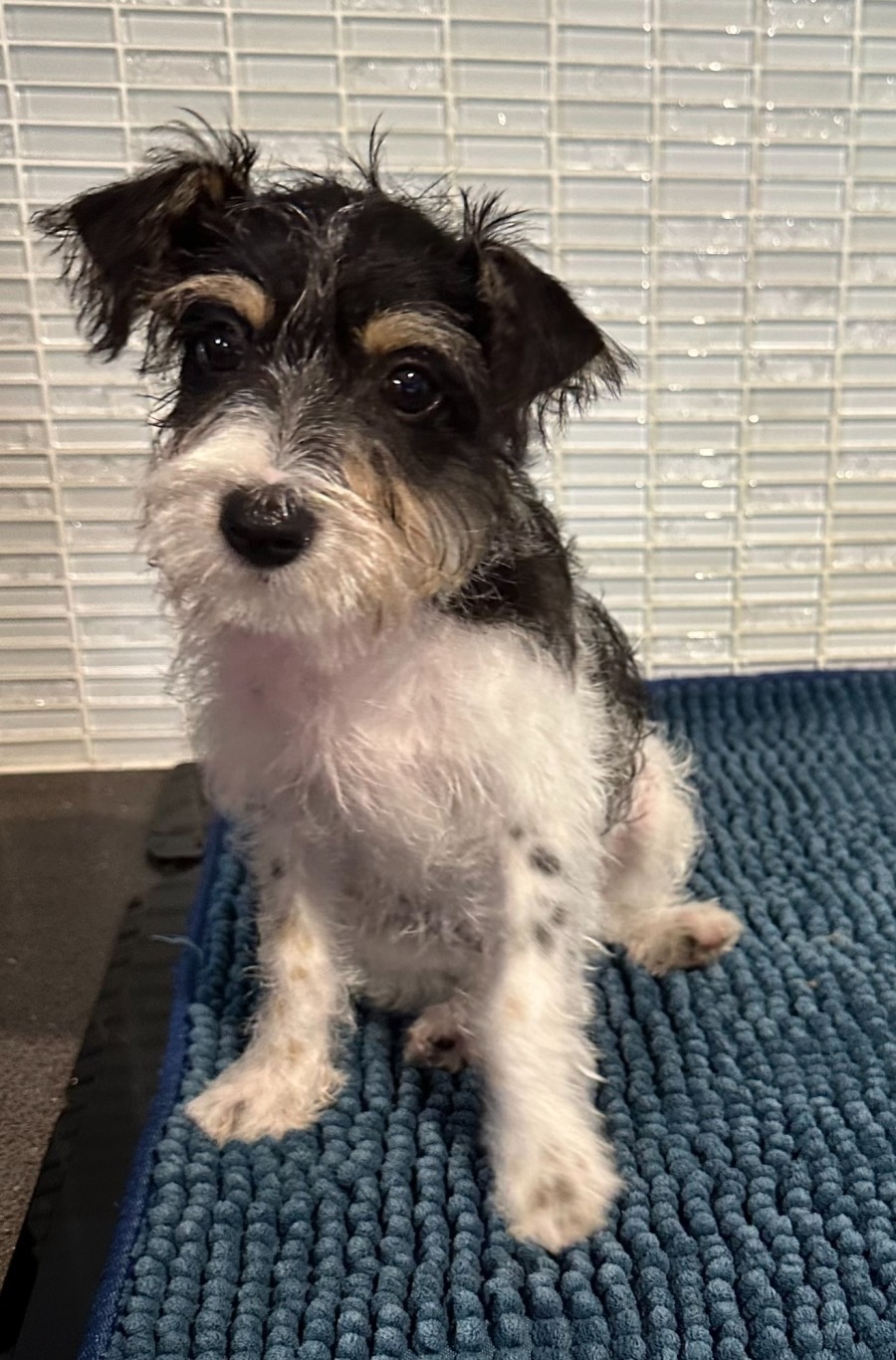 Jo Jo - Small Female Australian Silky Terrier x Fox Terrier Mix Dog in ...